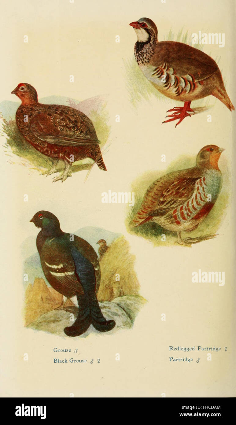 British Birds in Their Haunts showcases various bird species found in ...