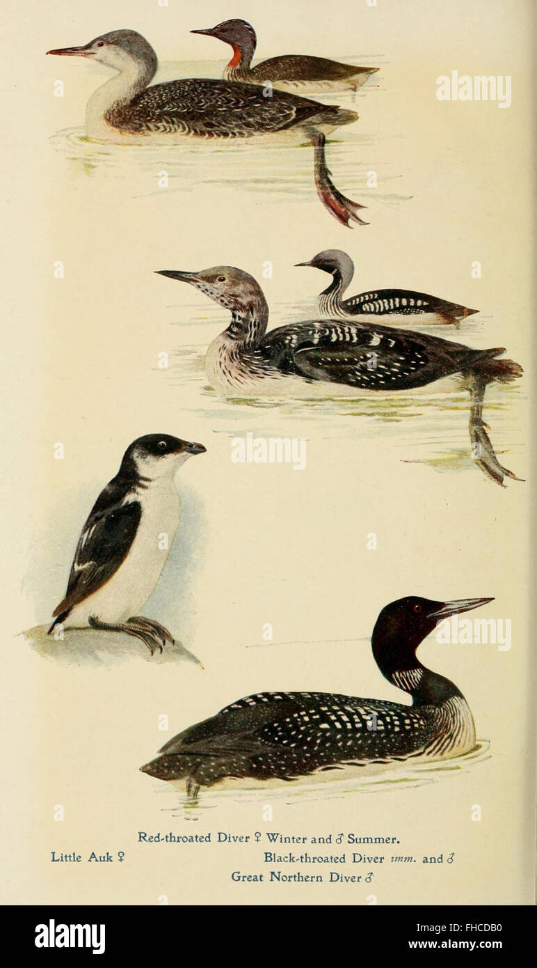 A study of British birds in their natural habitats, showcasing species ...