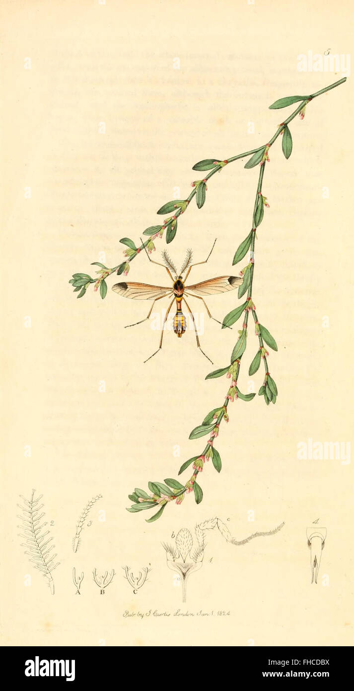 A pictorial work on British entomology and botany, showcasing insects ...