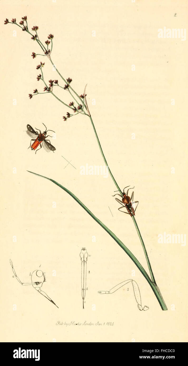 British insect insect britain hi-res stock photography and images - Alamy