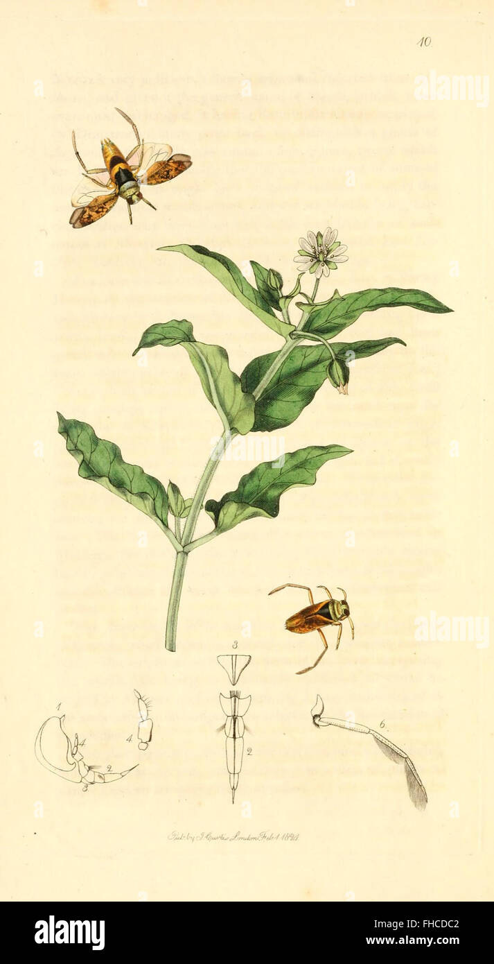 British entomology and botany, featuring detailed pictorial works on ...