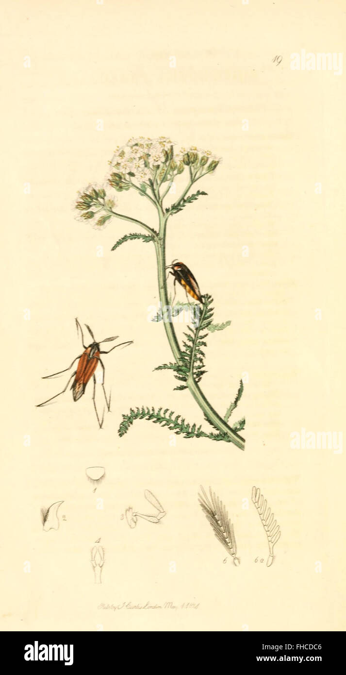 British Entomology, a detailed collection of insect illustrations and ...