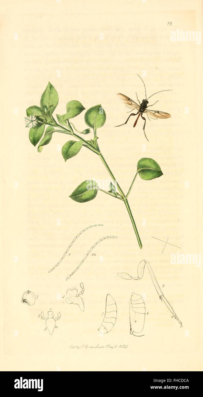 British Entomology focuses on the study of insects in Great Britain ...