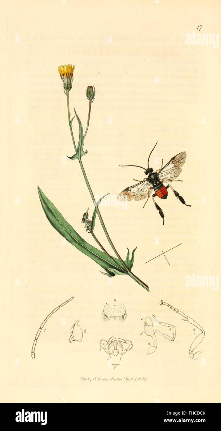 A comprehensive reference on British entomology, focusing on insect ...