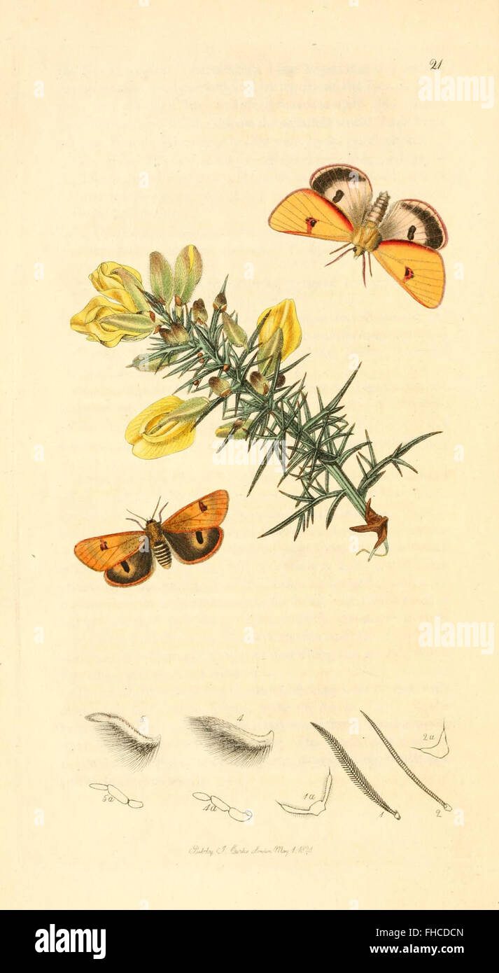A detailed study of British entomology and botany, featuring pictorial ...