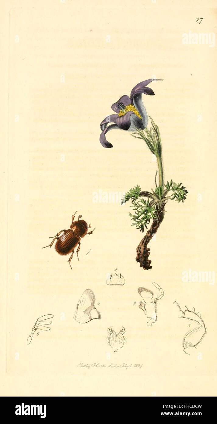 A comprehensive entomological work focusing on British insects, with ...