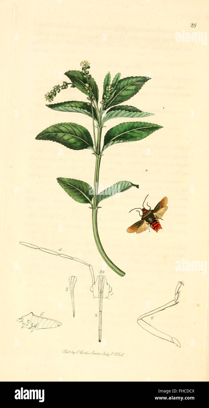 Entomology highlights hi-res stock photography and images - Alamy