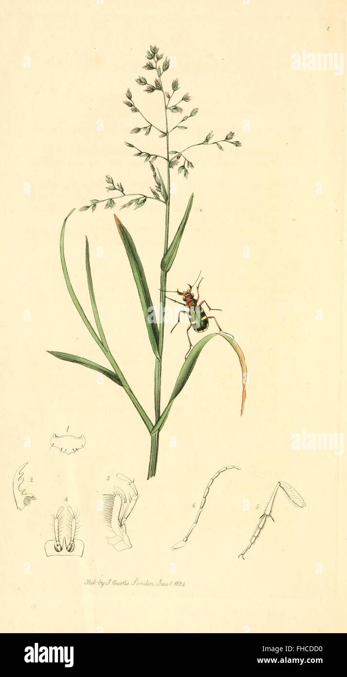 A collection of entomological works detailing British insects, held in ...