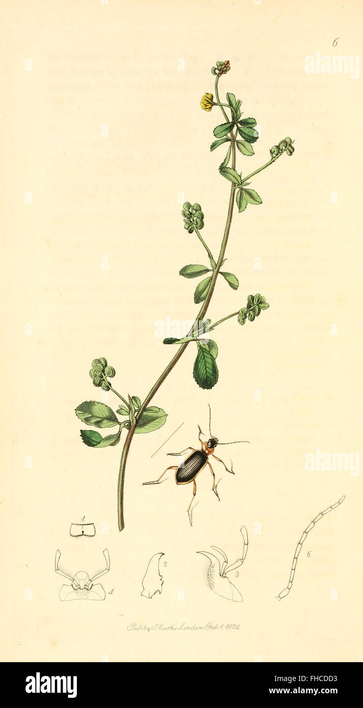 An illustrated work on British entomology, featuring the identification ...
