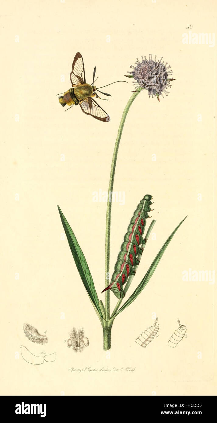 British Entomology, focusing on the insect species of Great Britain ...