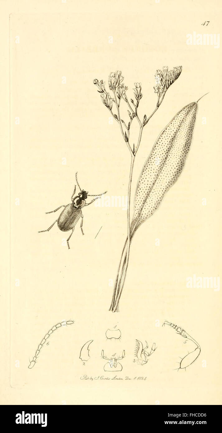 British Entomology features detailed depictions of insect species ...