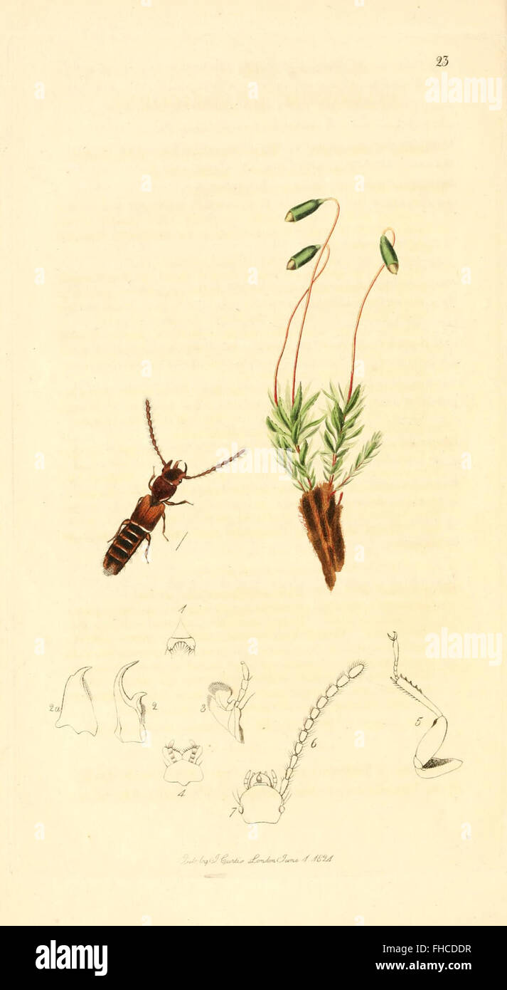 British Entomology features a collection of insect illustrations and ...