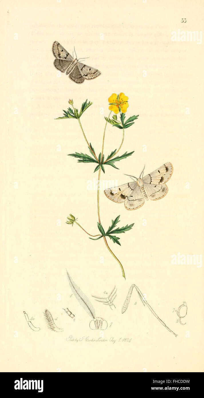 A collection of entomological studies and botanical works from Great ...