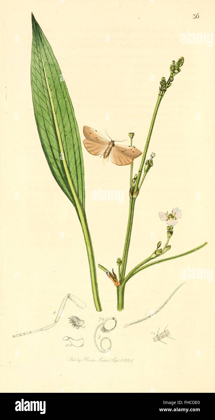 British Entomology and Botany Pictorial Works from Smithsonian ...