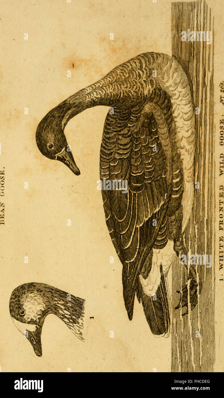 18th-century British zoology documents early studies of animal species ...