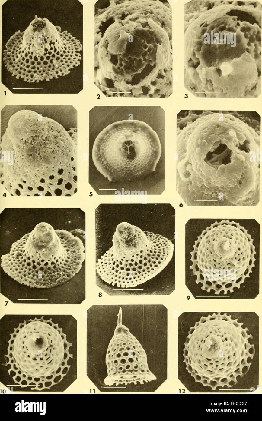 The 1895 series of bulletins documenting significant paleontological ...