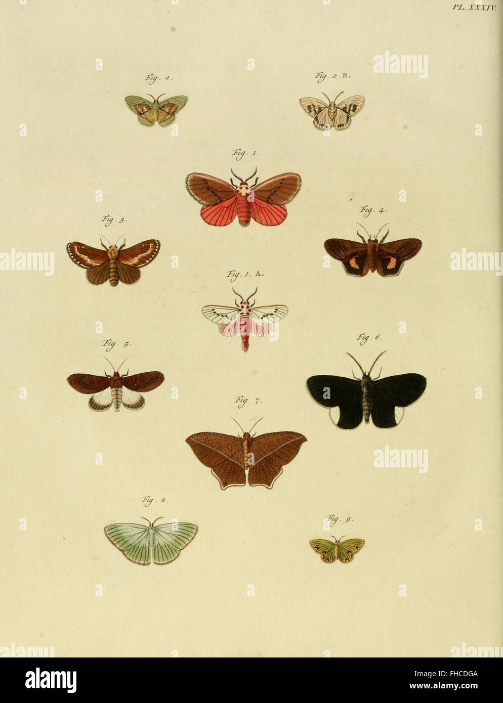 An annex to the work 'De uitlandsche kapellen', focusing on Lepidoptera ...
