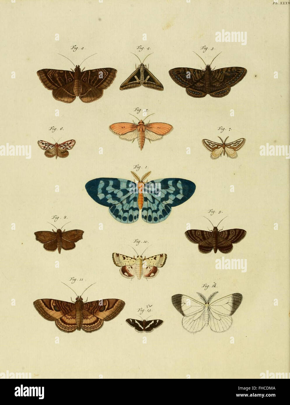 Supplement to the study of foreign butterflies, with a focus on ...