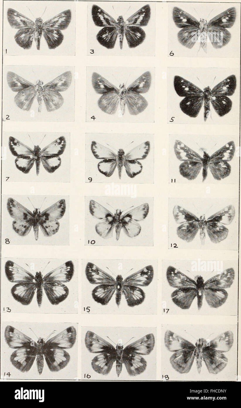 A publication from the United States National Museum in 1932, detailing ...