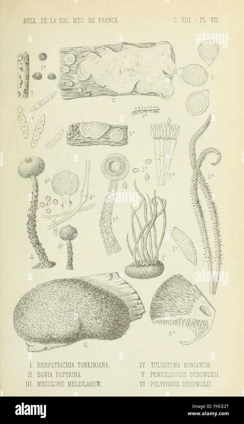 mycology, fungi, French mycology, fungal species, fungal research ...