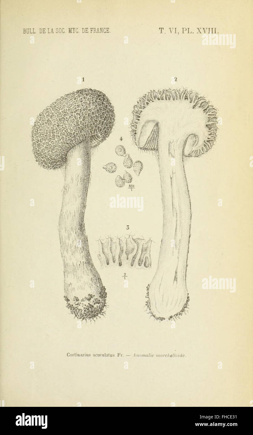 Bulletin de la Société Mycologique de France, a mycology journal ...
