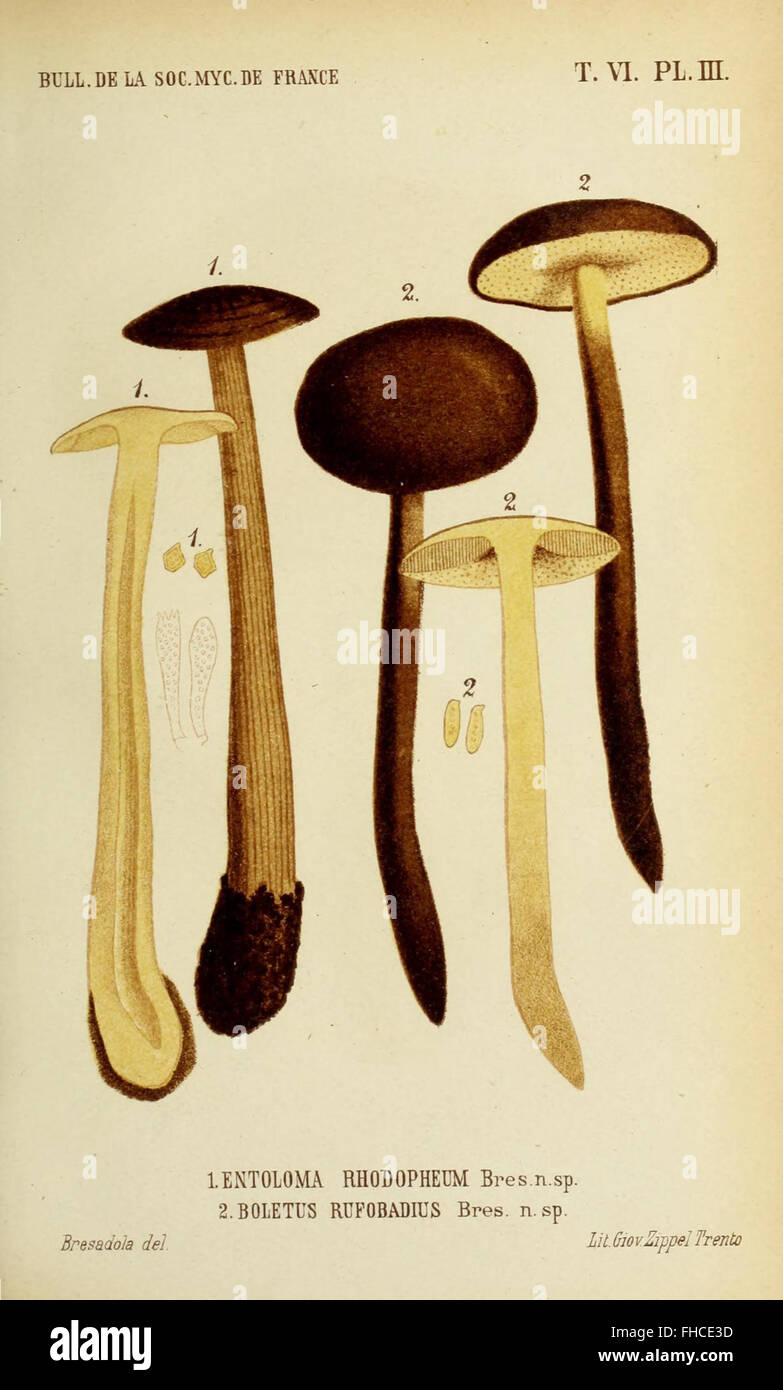 A periodical bulletin from the French Mycological Society, focusing on ...