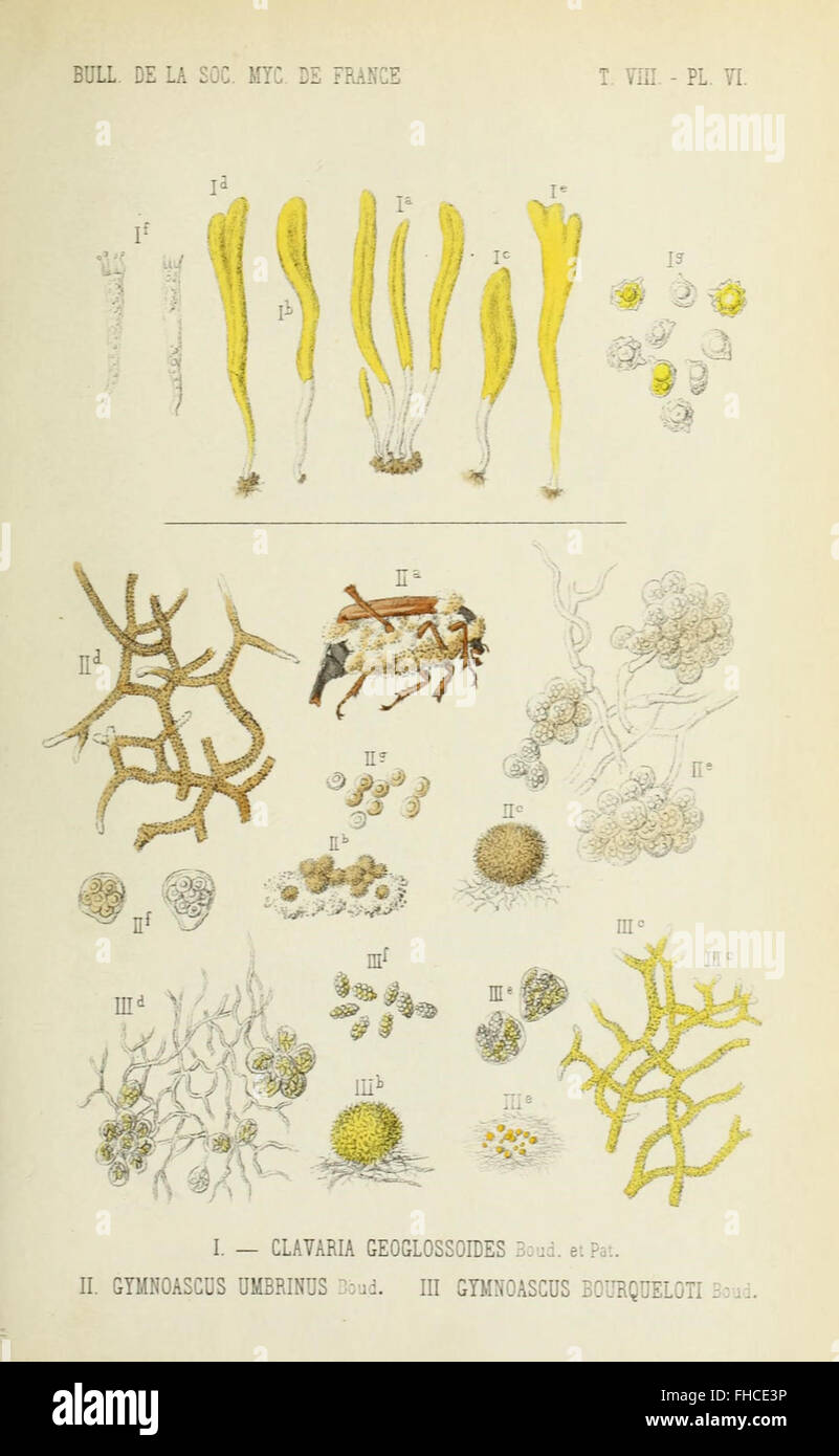 A periodical from the Société Mycologique de France, documenting ...