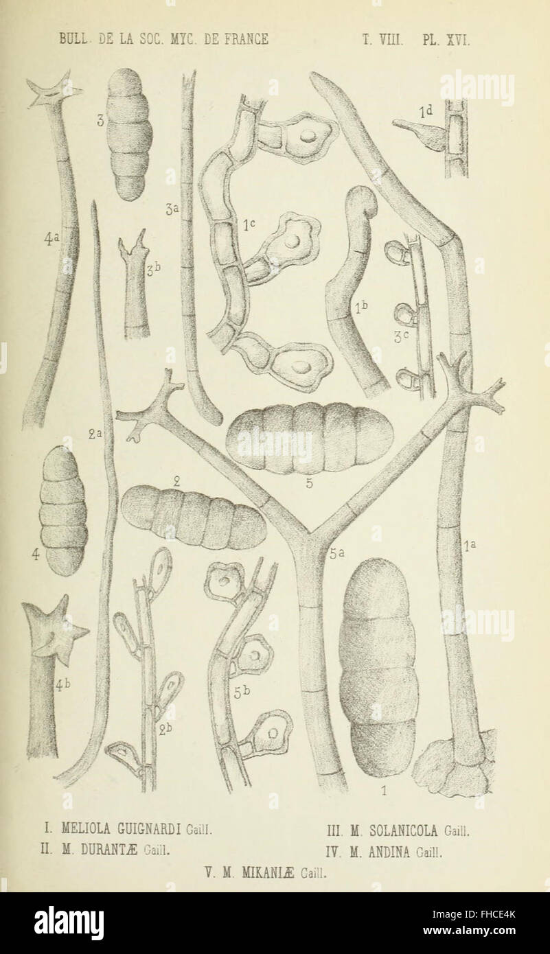 A French periodical focusing on mycology, the study of fungi, available ...