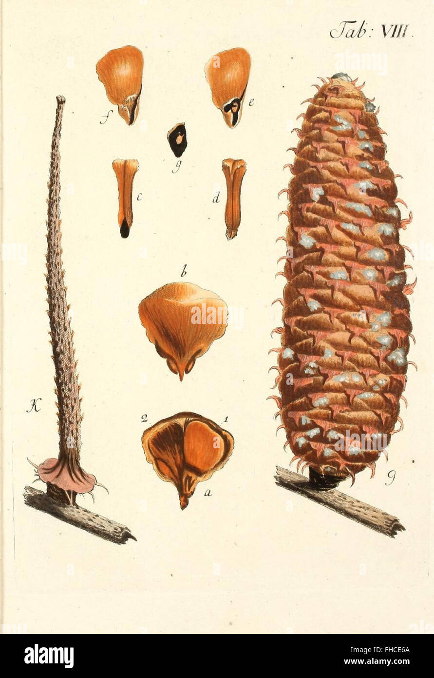 A botanical work illustrating and describing wild trees, shrubs, and ...