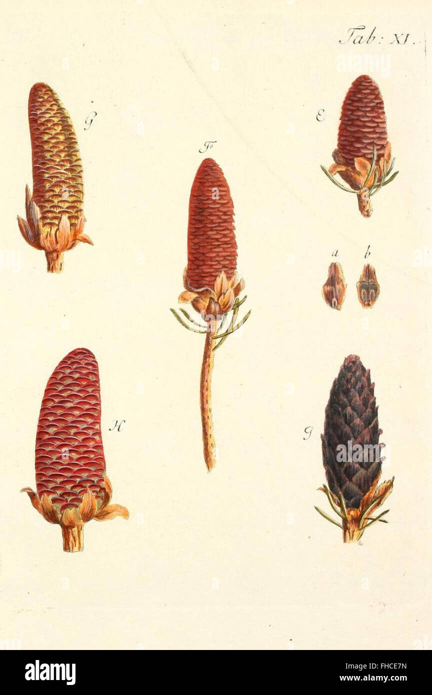 A botanical work illustrating wild trees, shrubs, and bush plants ...