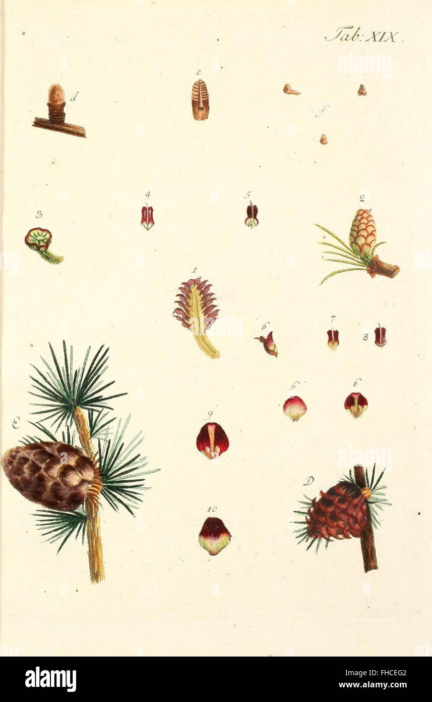 A detailed illustration and description of wild trees, shrubs, and ...