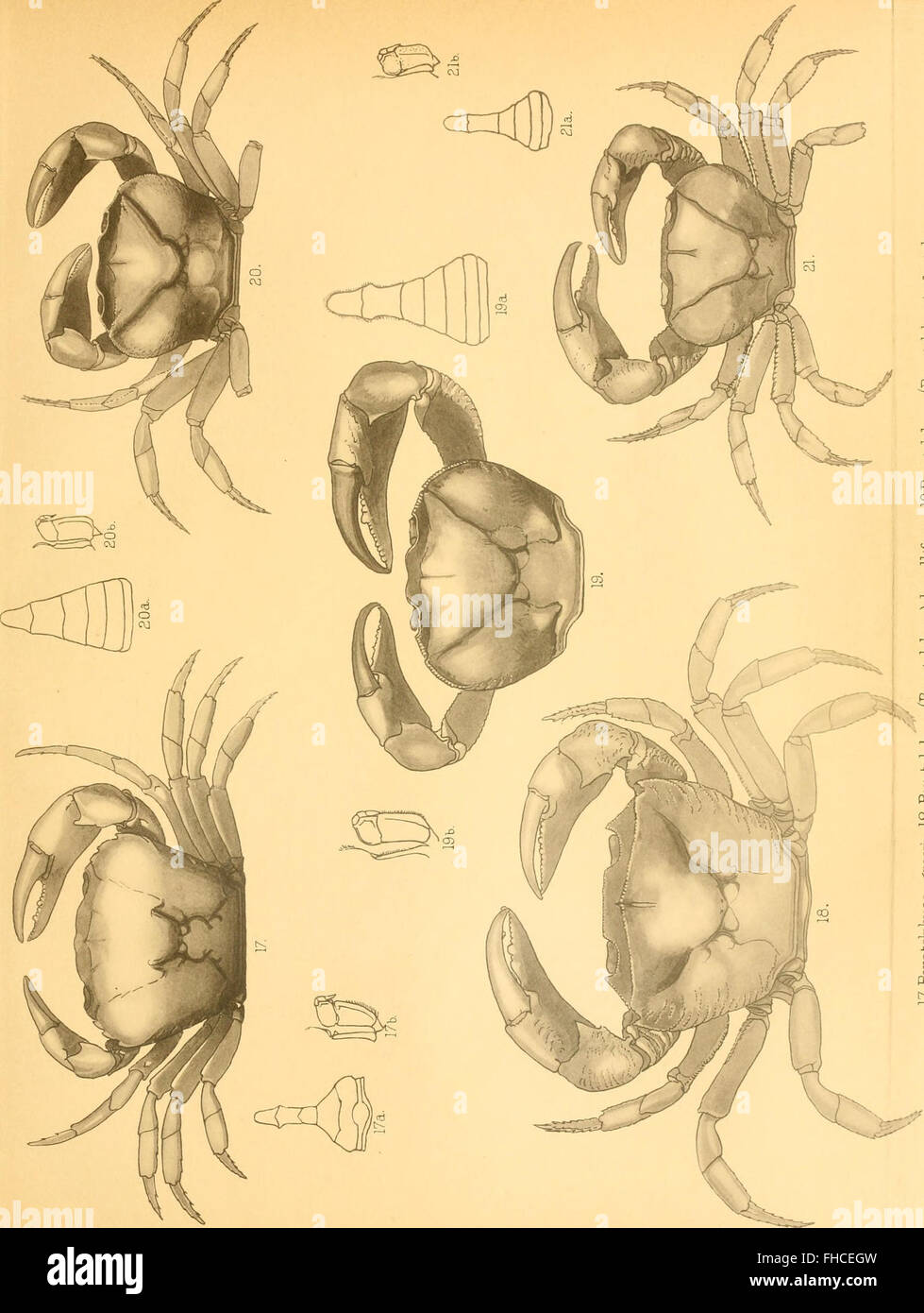 Classification of decapod species hi-res stock photography and images ...