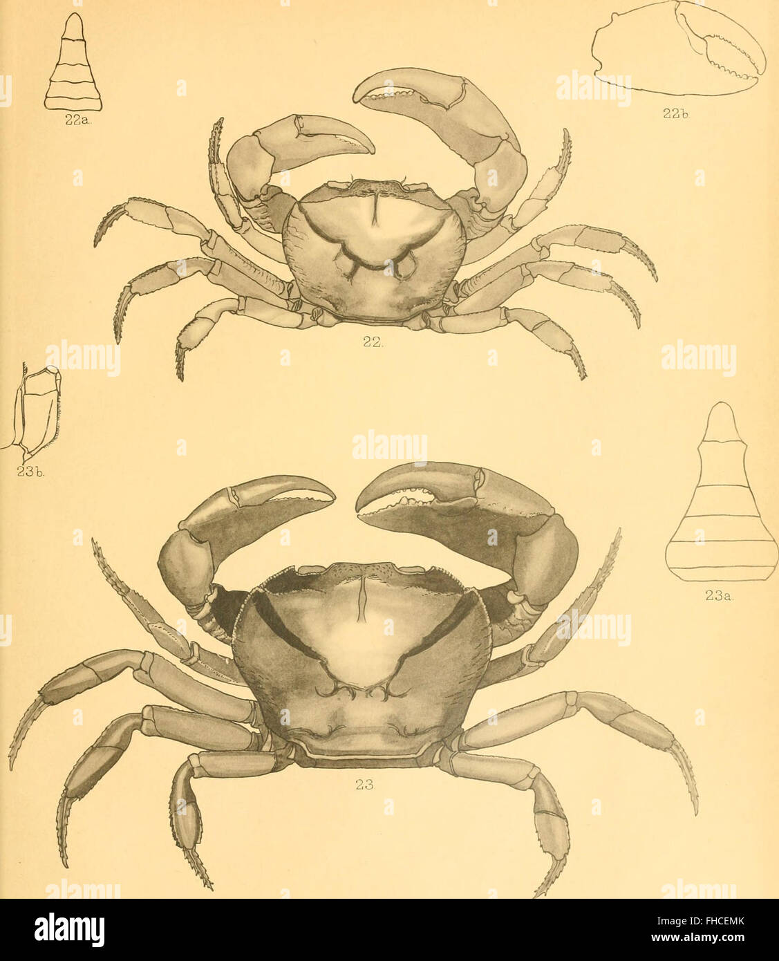 Catalogue indian decapod crustacea in hi-res stock photography and ...