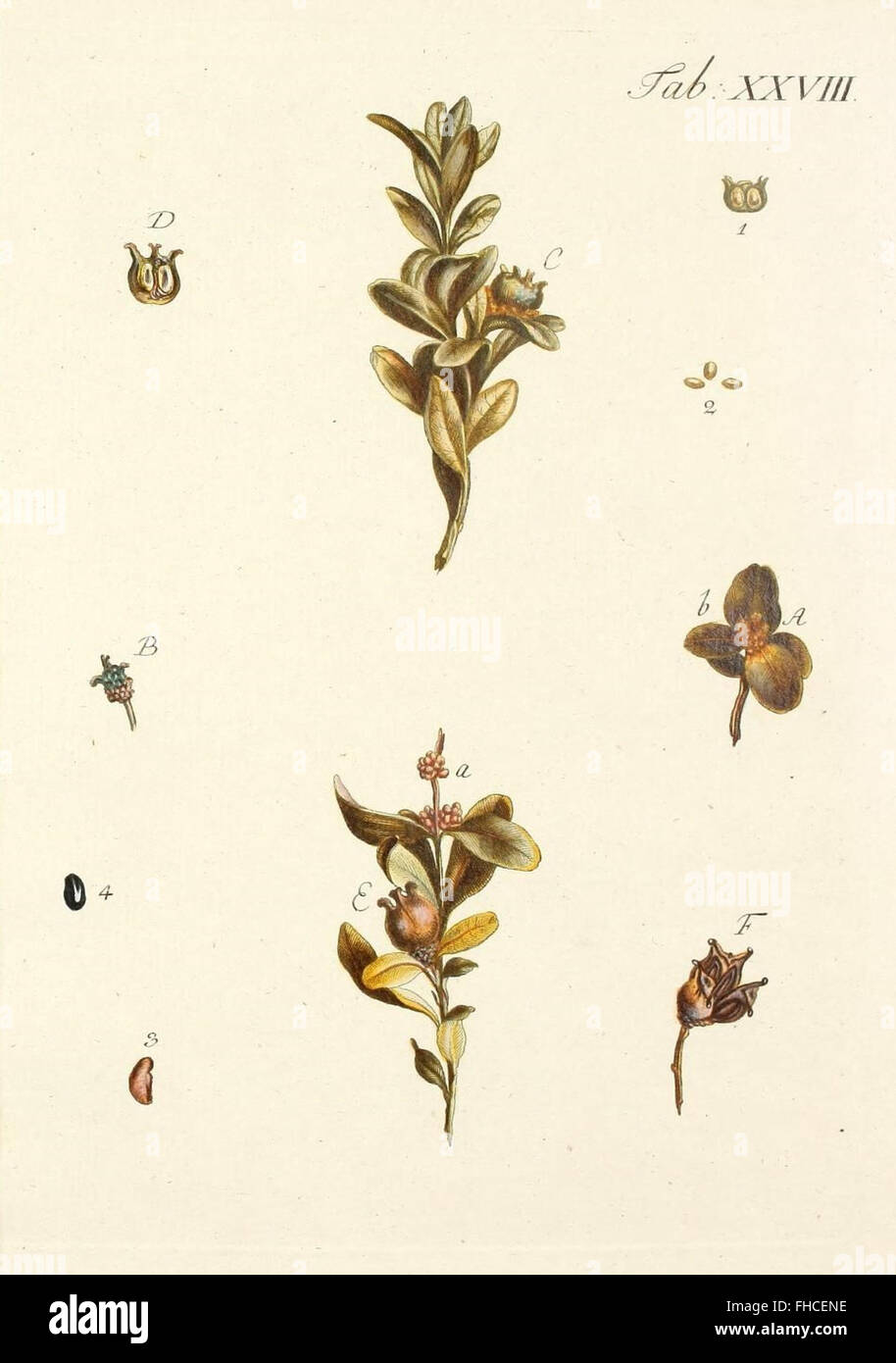 A botanical work illustrating wild trees, shrubs, and bushes with ...