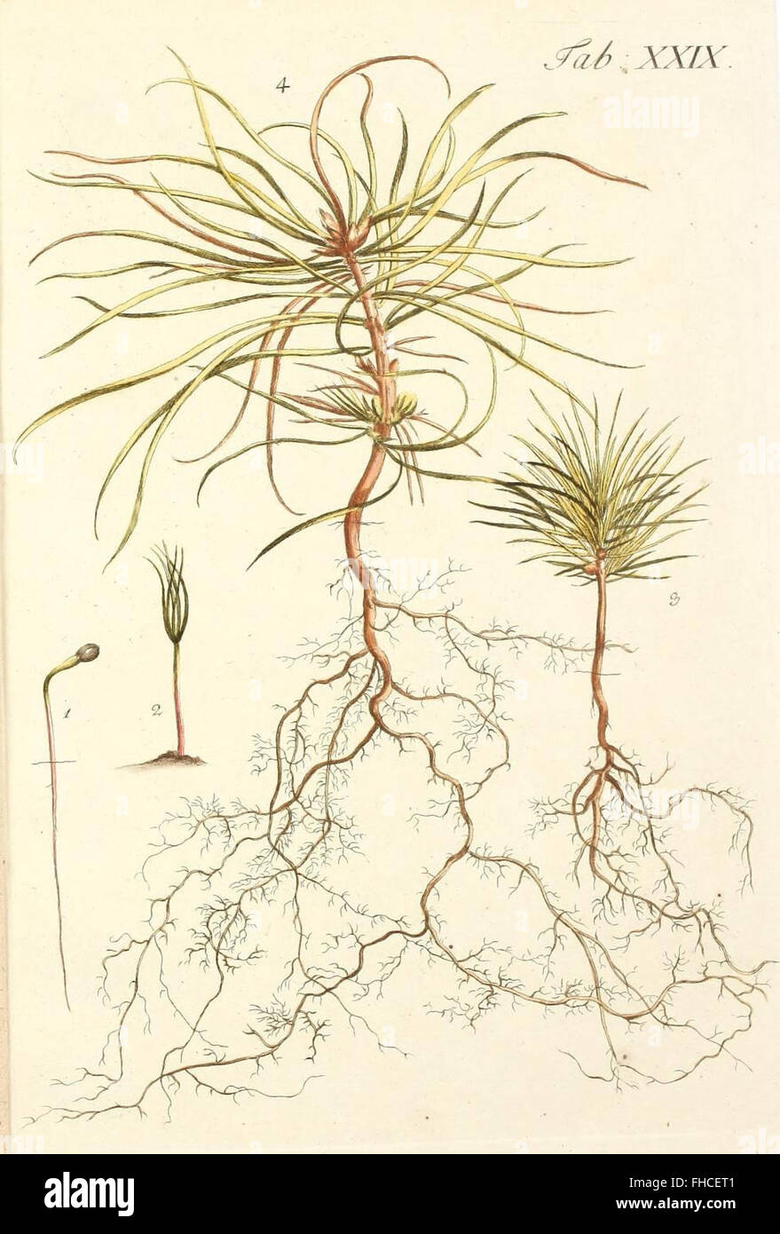 An illustrated catalog of wild trees, perennials, and shrubs, featuring ...