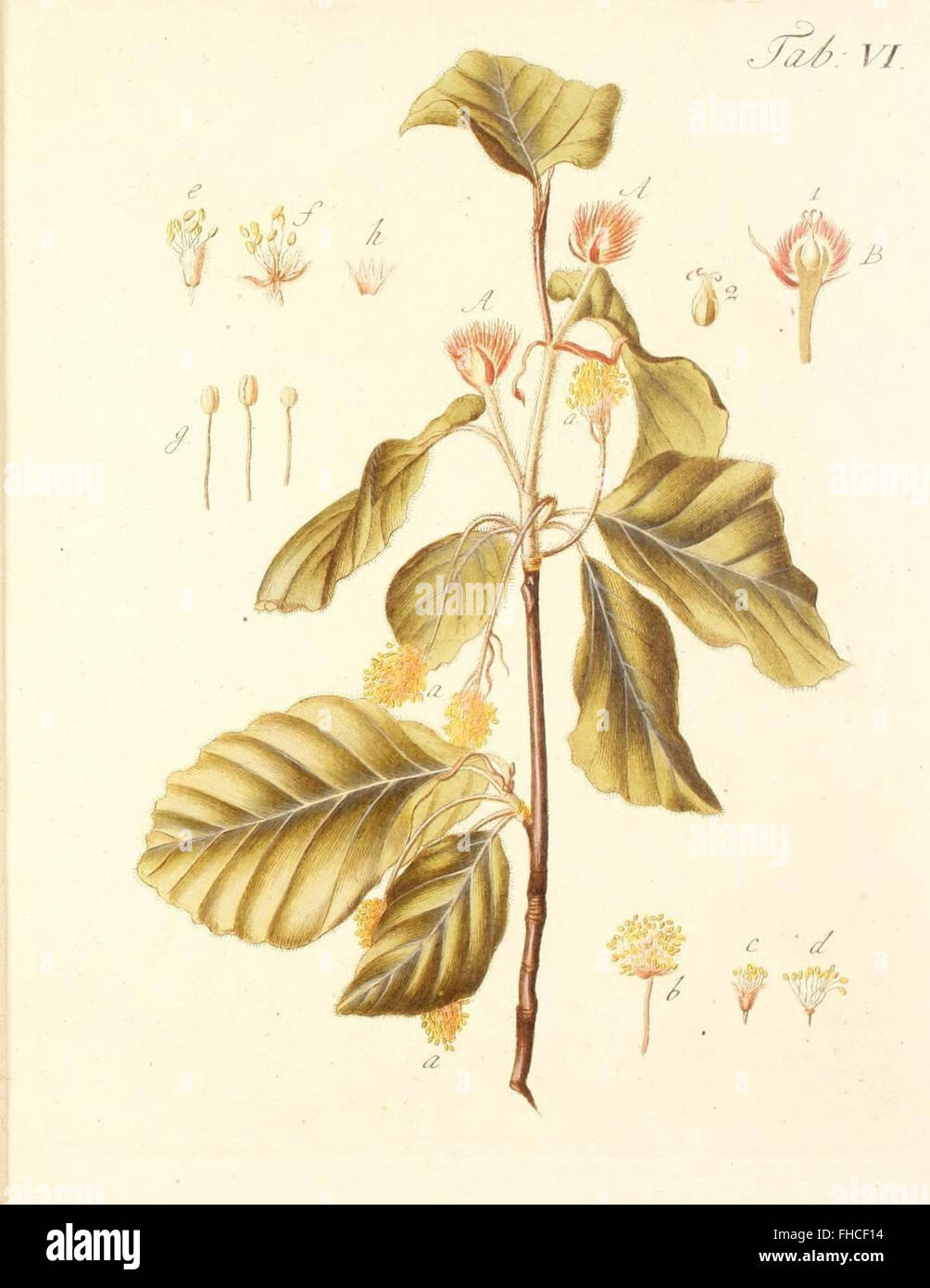 An illustrated work featuring wild trees, shrubs, and bushes, with ...