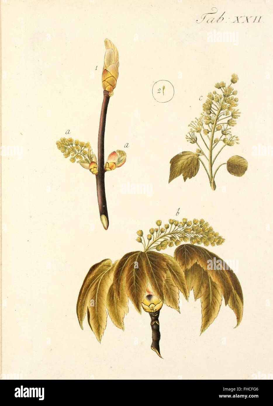 Illustrations of wild trees, shrubs, and bushes, depicted in natural ...