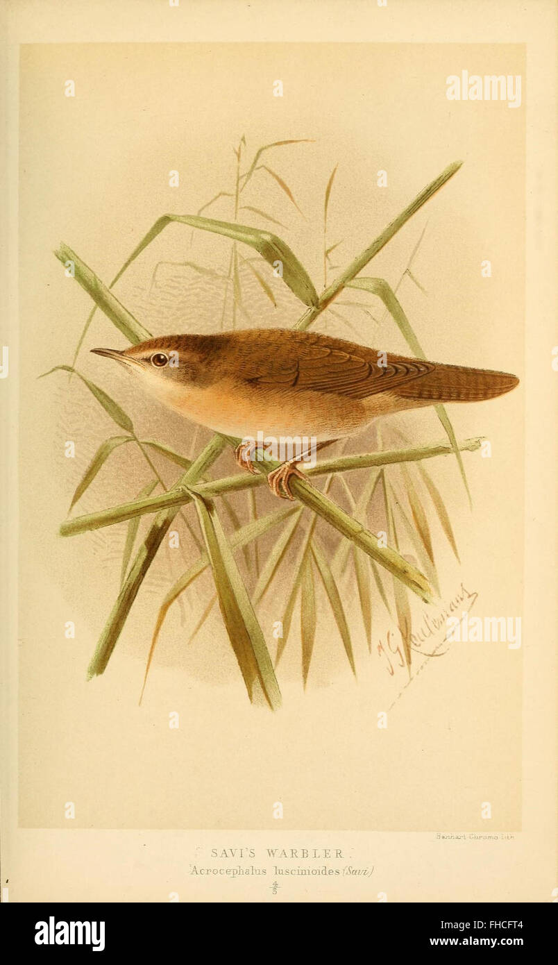 'Coloured Figures of the Birds of the British Islands' by Lord Lilford ...