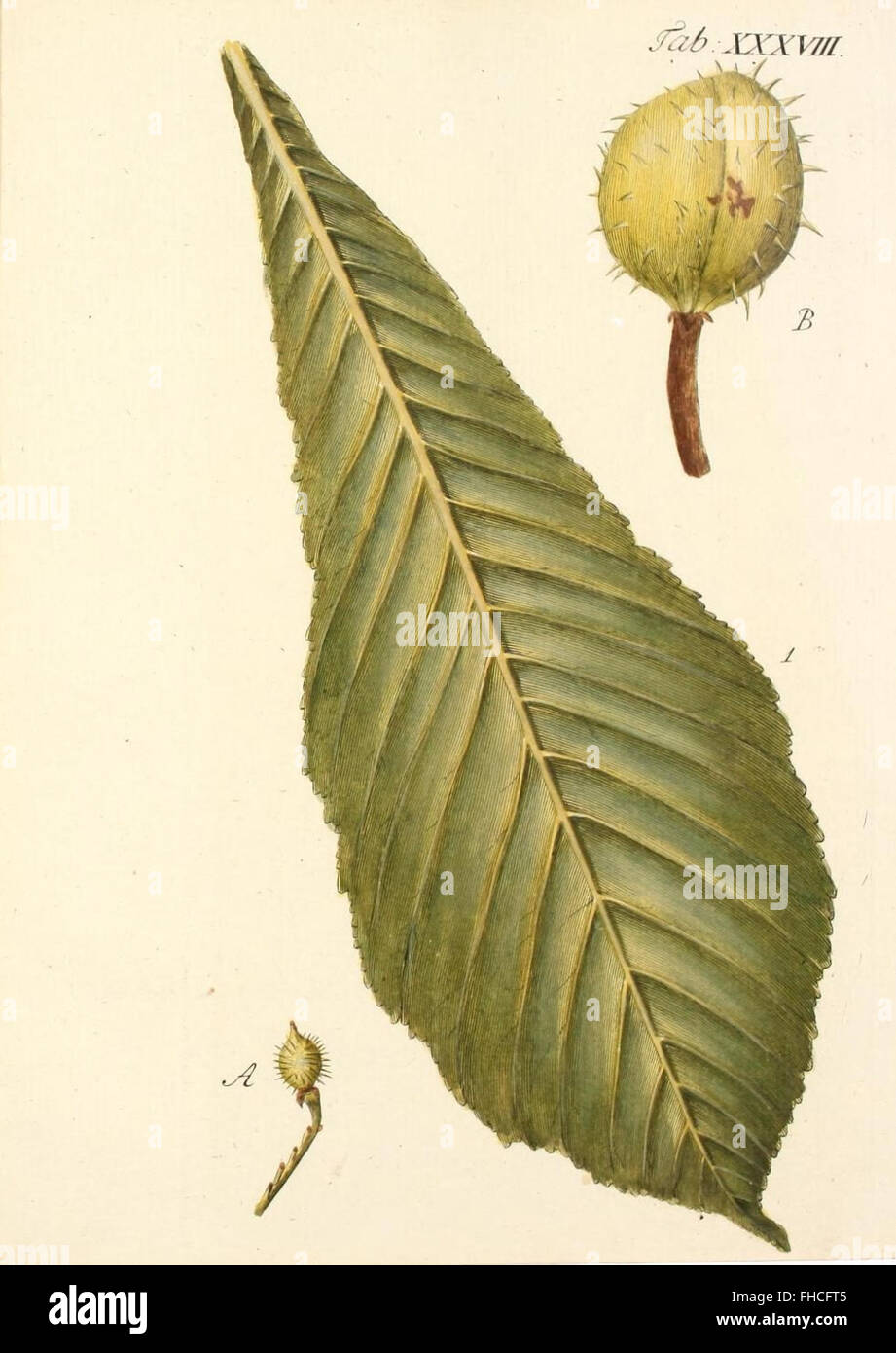 A botanical work illustrating wild trees, shrubs, and plants, depicted ...
