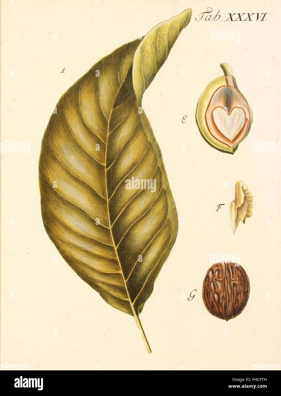 A botanical work illustrating wild trees, shrubs, and bushes in natural ...