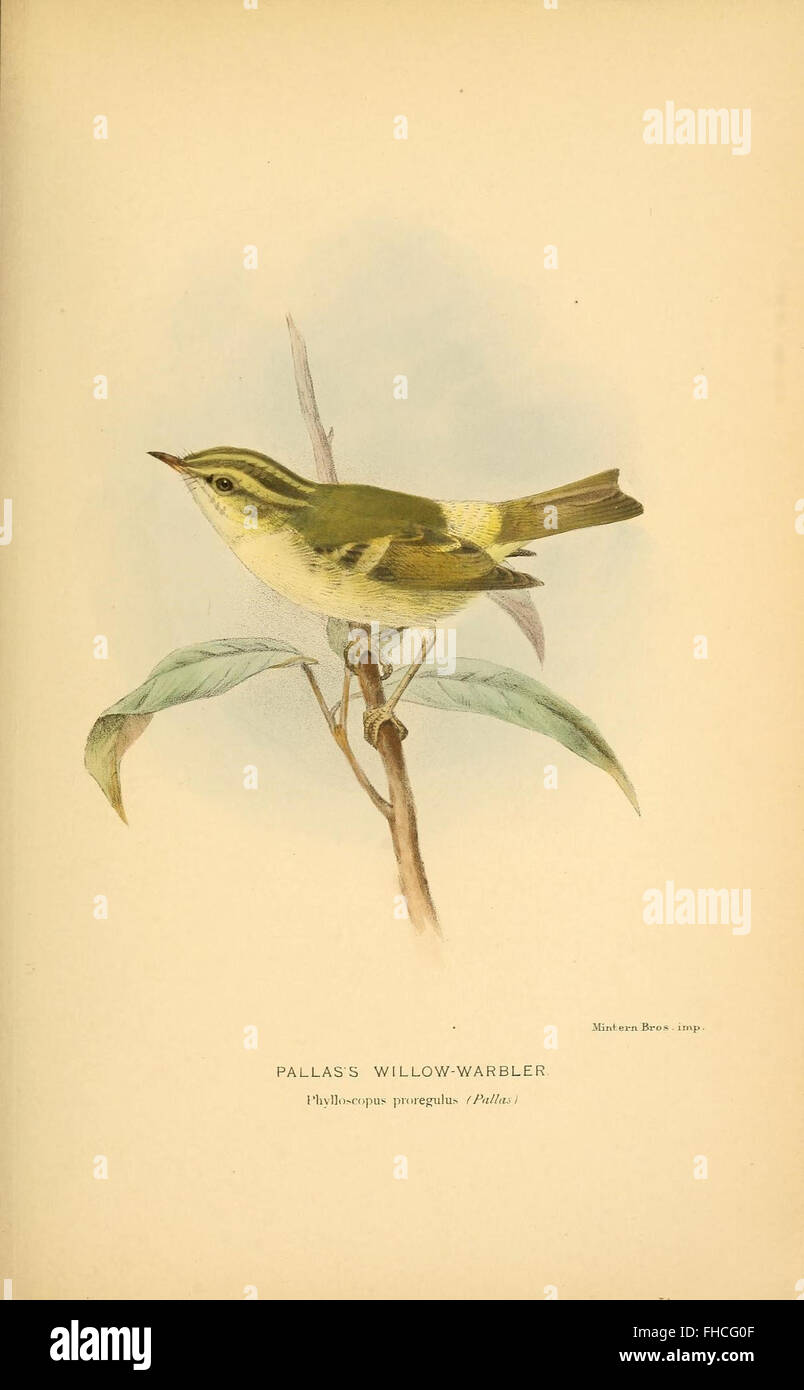 An illustrated work by Lord Lilford depicting the birds of the British ...