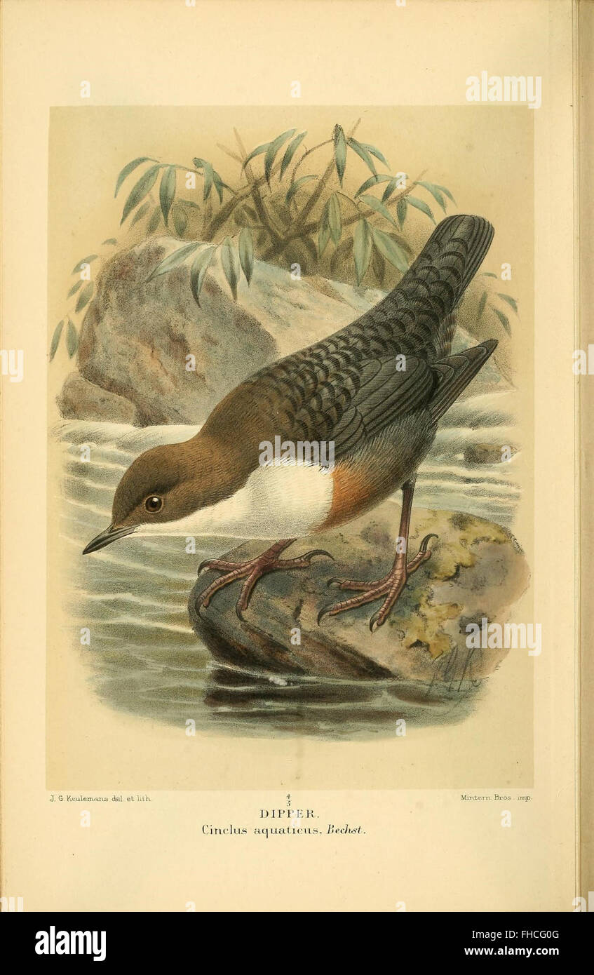 An illustrated work by Lord Lilford, showcasing the birds of the ...