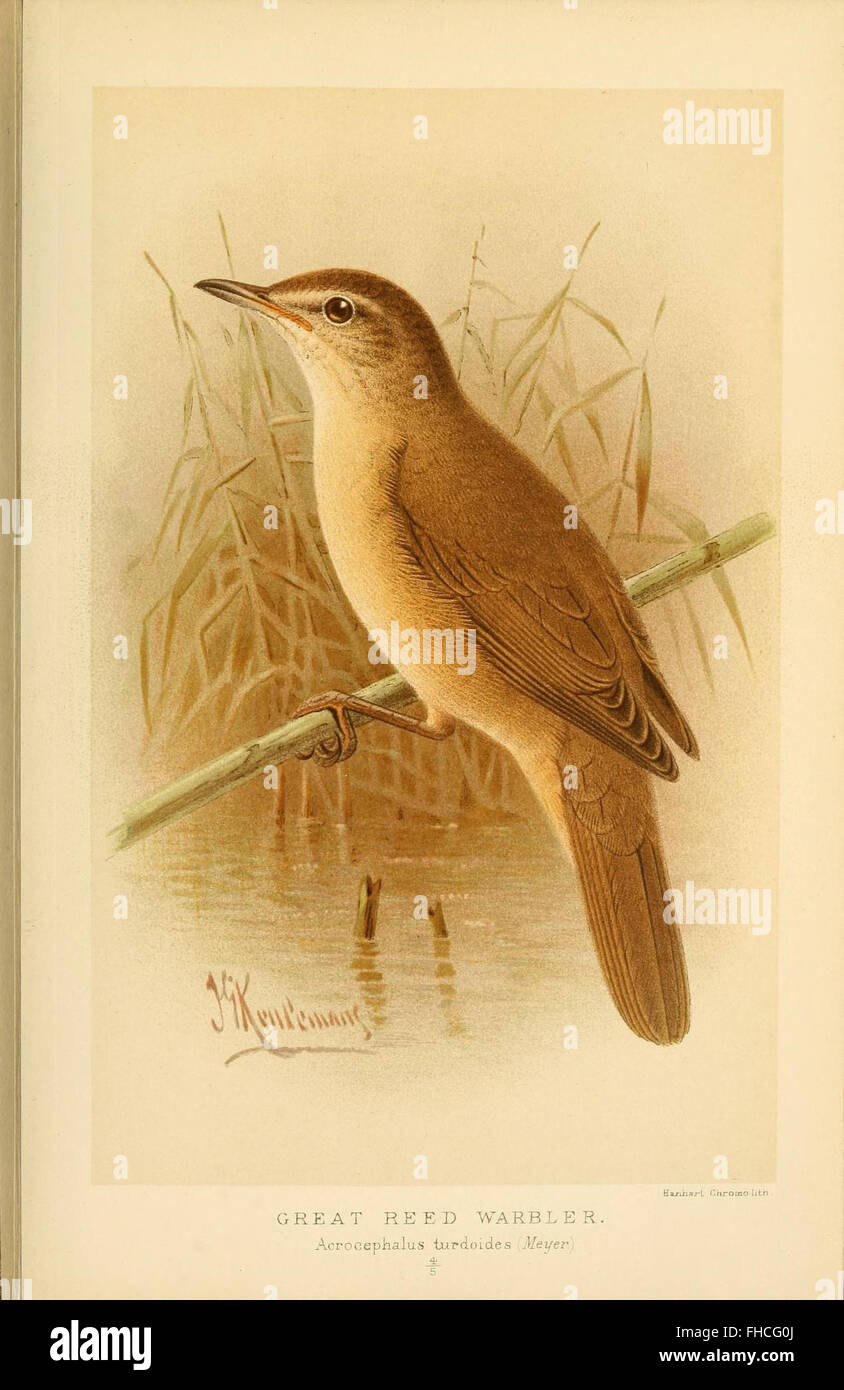 An illustrated work issued by Lord Lilford, showcasing colored figures ...
