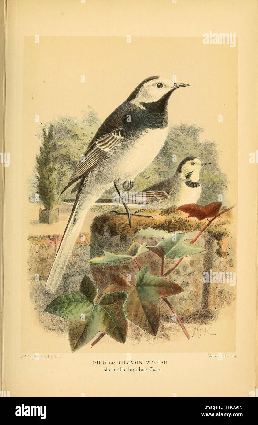 'Coloured Figures of the Birds of the British Islands' by Lord Lilford ...