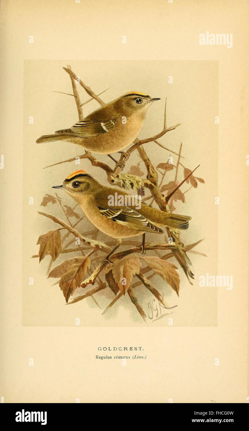 Lord Lilford’s colored figures of birds from the British Islands ...