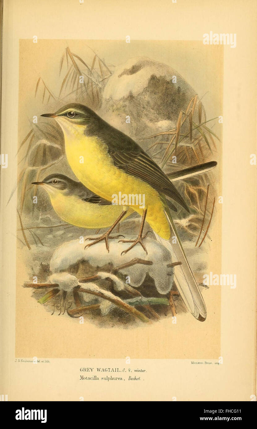 Coloured figures of birds of the British Islands, a detailed pictorial ...