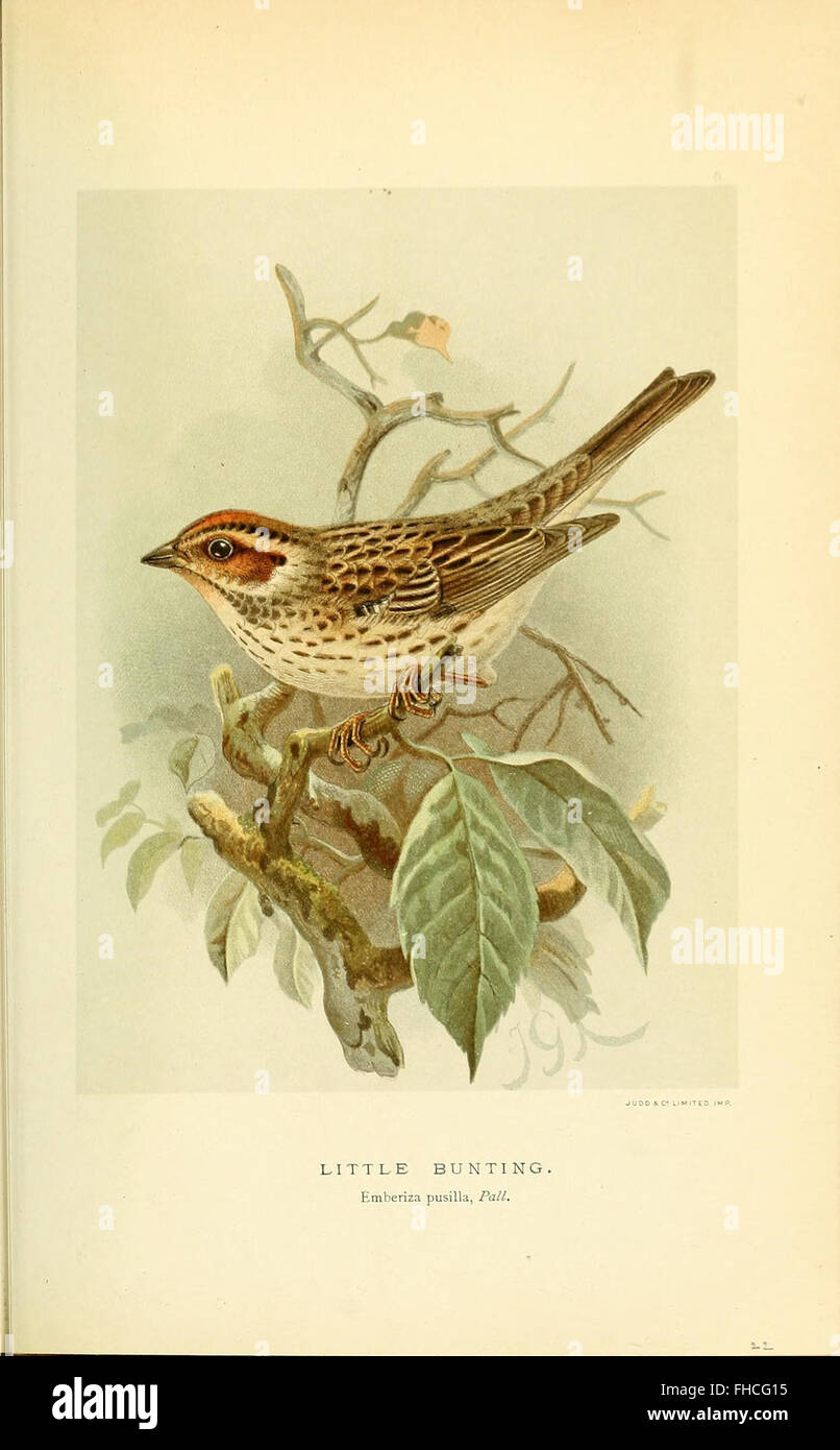 An illustrated work on the bird species of the British Isles, published ...