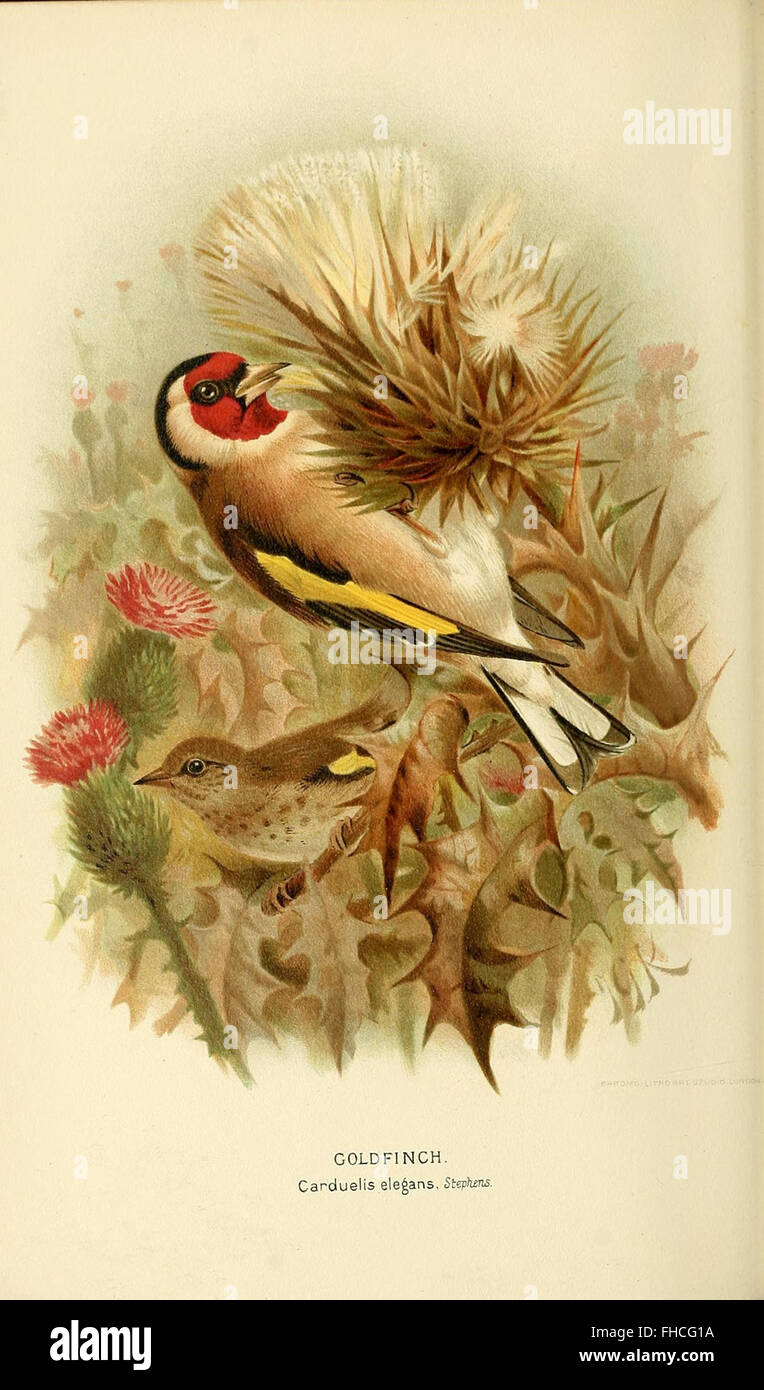 Coloured figures of the birds of the British Islands, issued by Lord ...