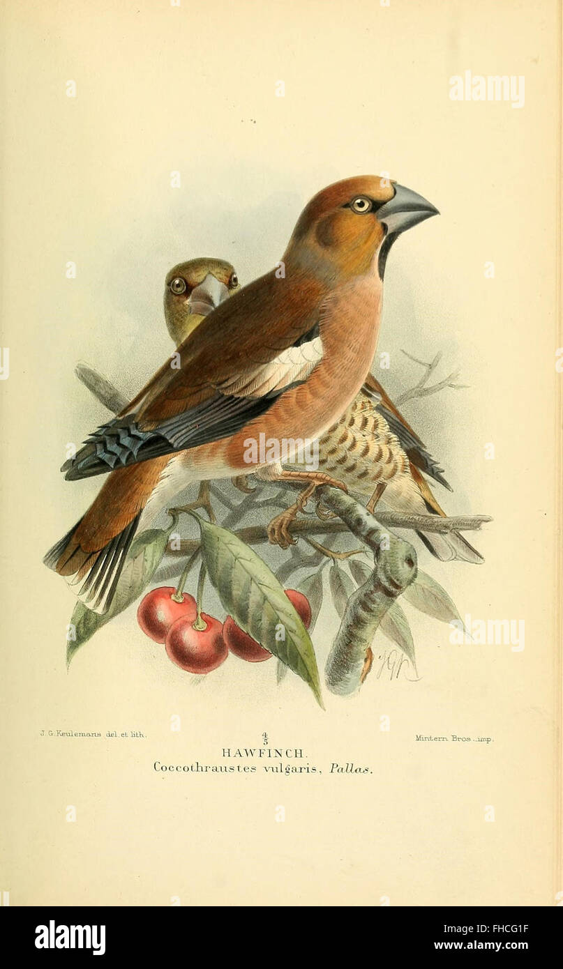Coloured figures of the birds of the British Islands - issued by Lord ...