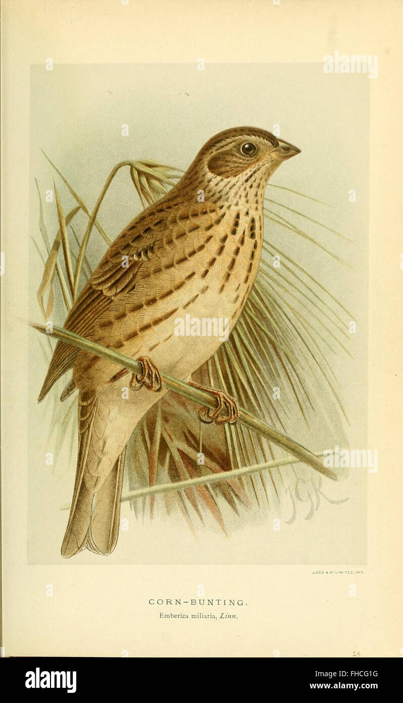 The illustrated volume 'Coloured Figures of the Birds of the British ...